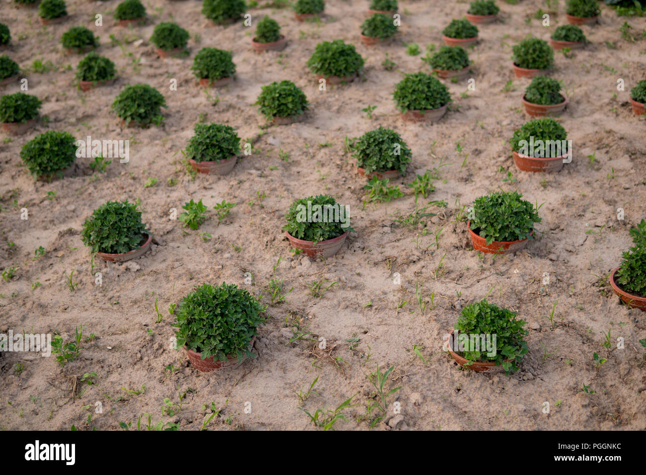 Small flowers in pots hi-res stock photography and images - Alamy