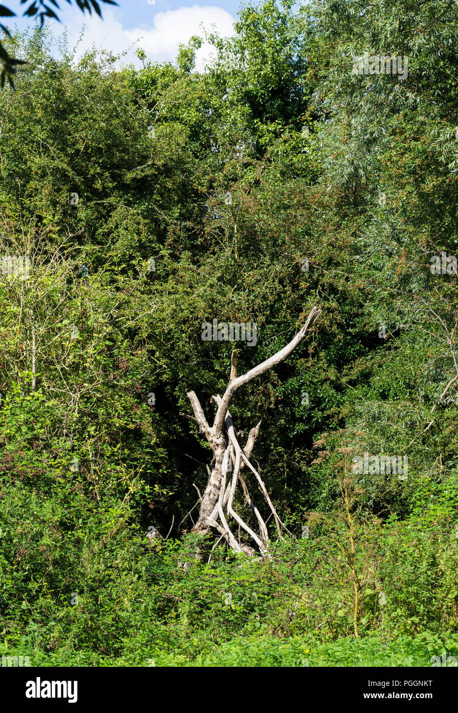 Hanging woods hi-res stock photography and images - Alamy