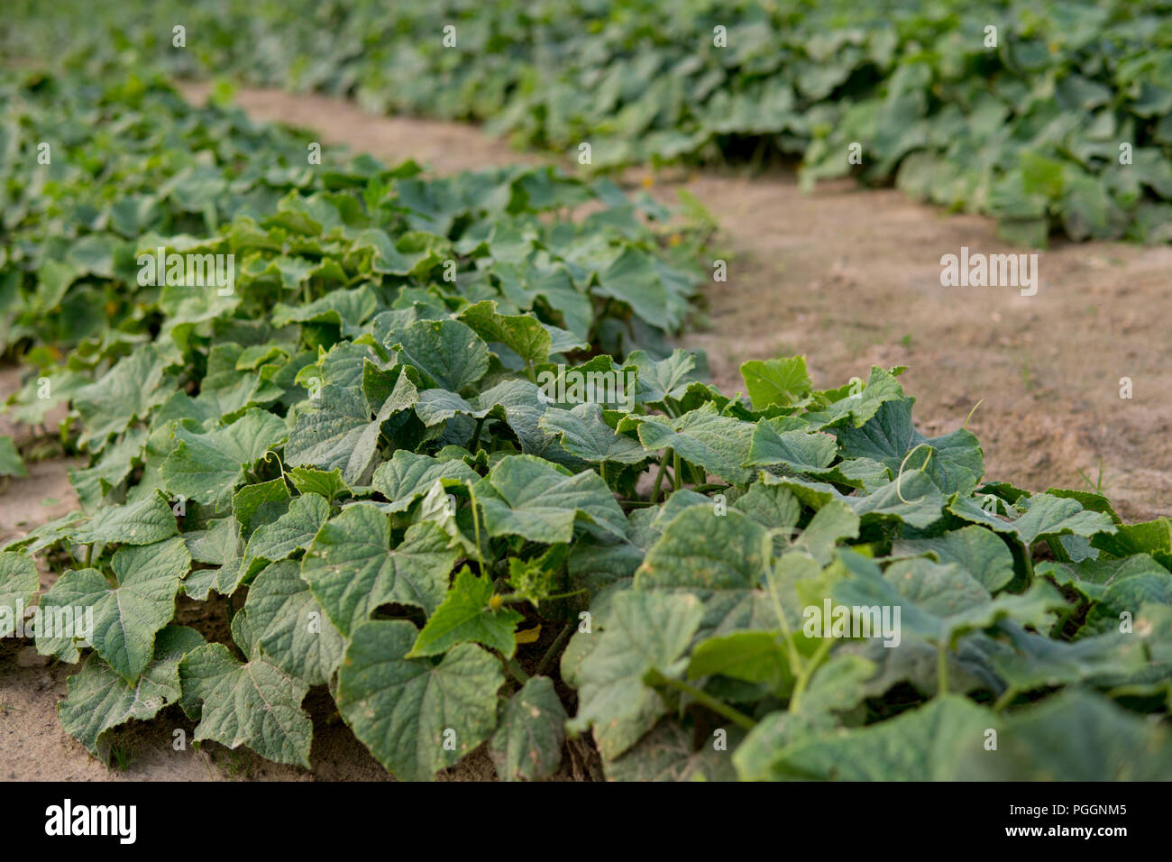 cucumber growing in the field in rows during end of summer Stock Photo ...