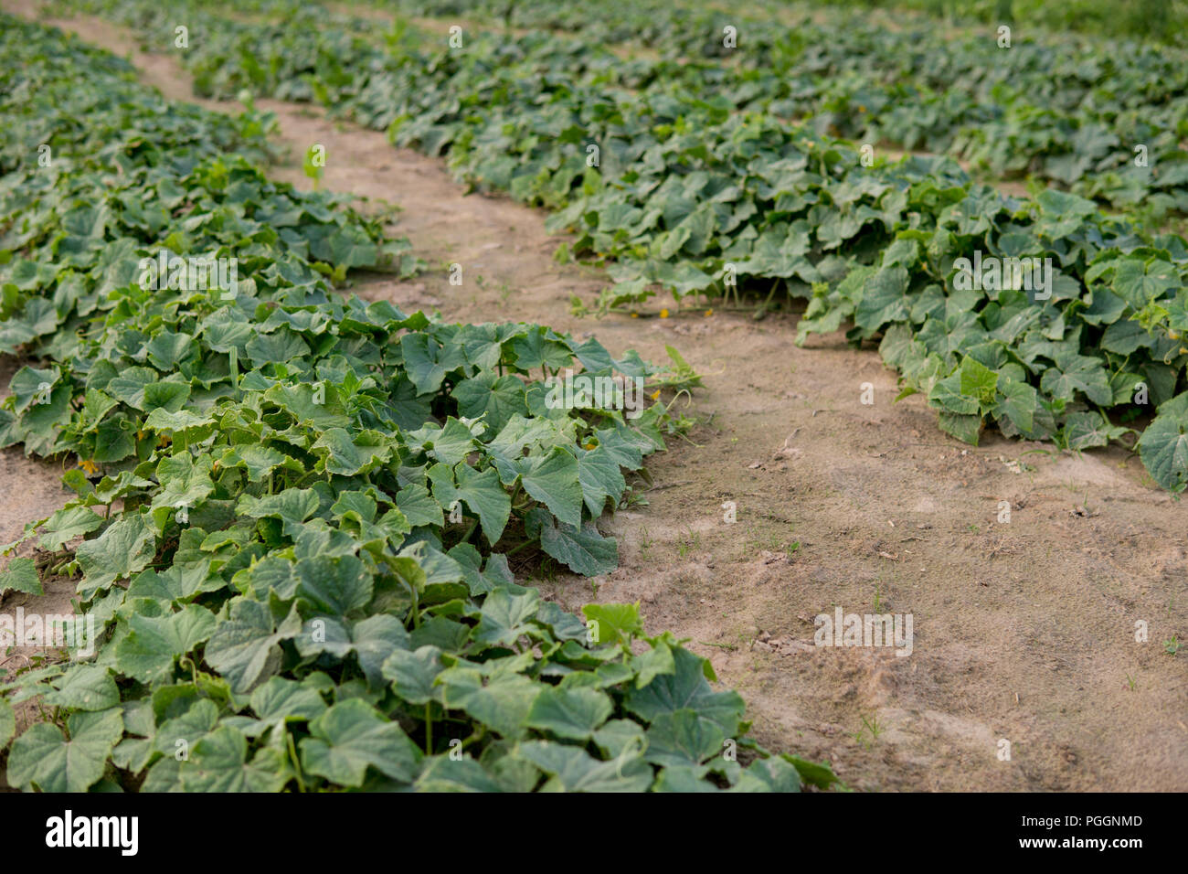 cucumber growing in the field in rows during end of summer Stock Photo ...