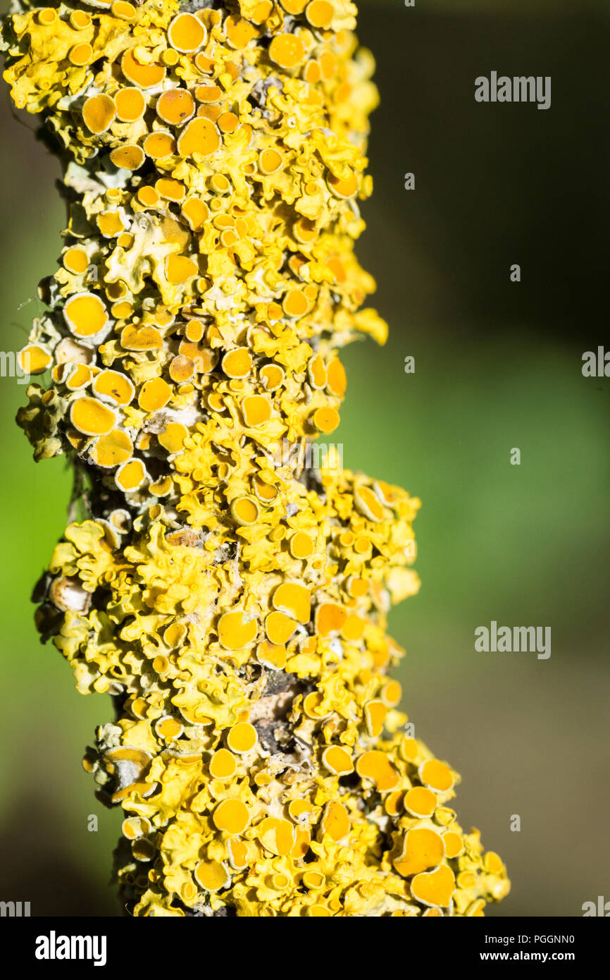 Lichen on branch tree hi-res stock photography and images - Alamy