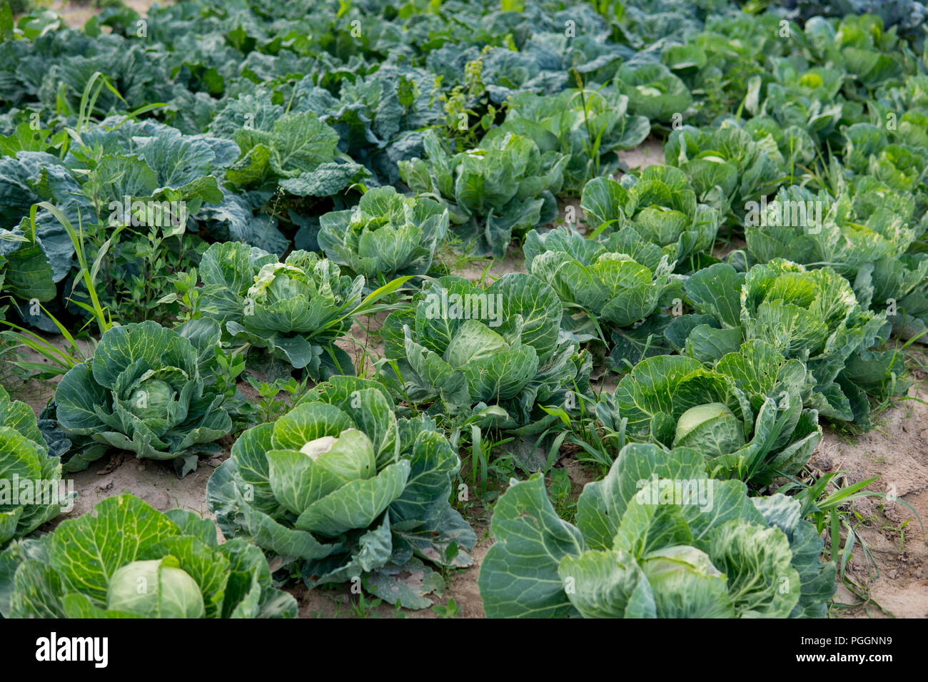 cabbage growing in the field in rows during end of summer Stock Photo ...