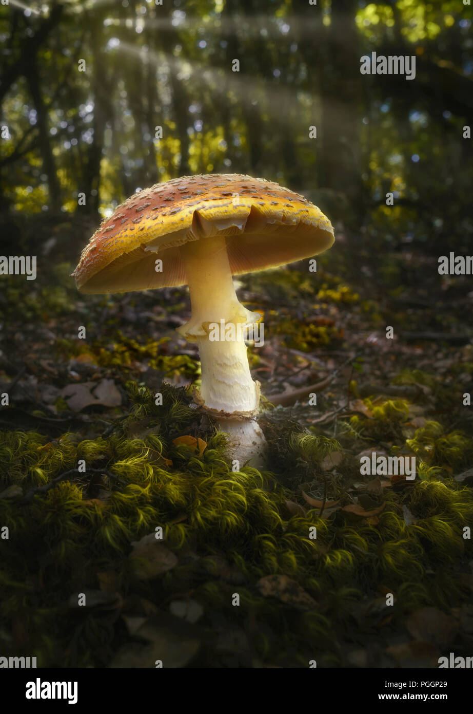 Mushroom in the forest of Nelson Lakes National Park, clouse to Rotoroa ...