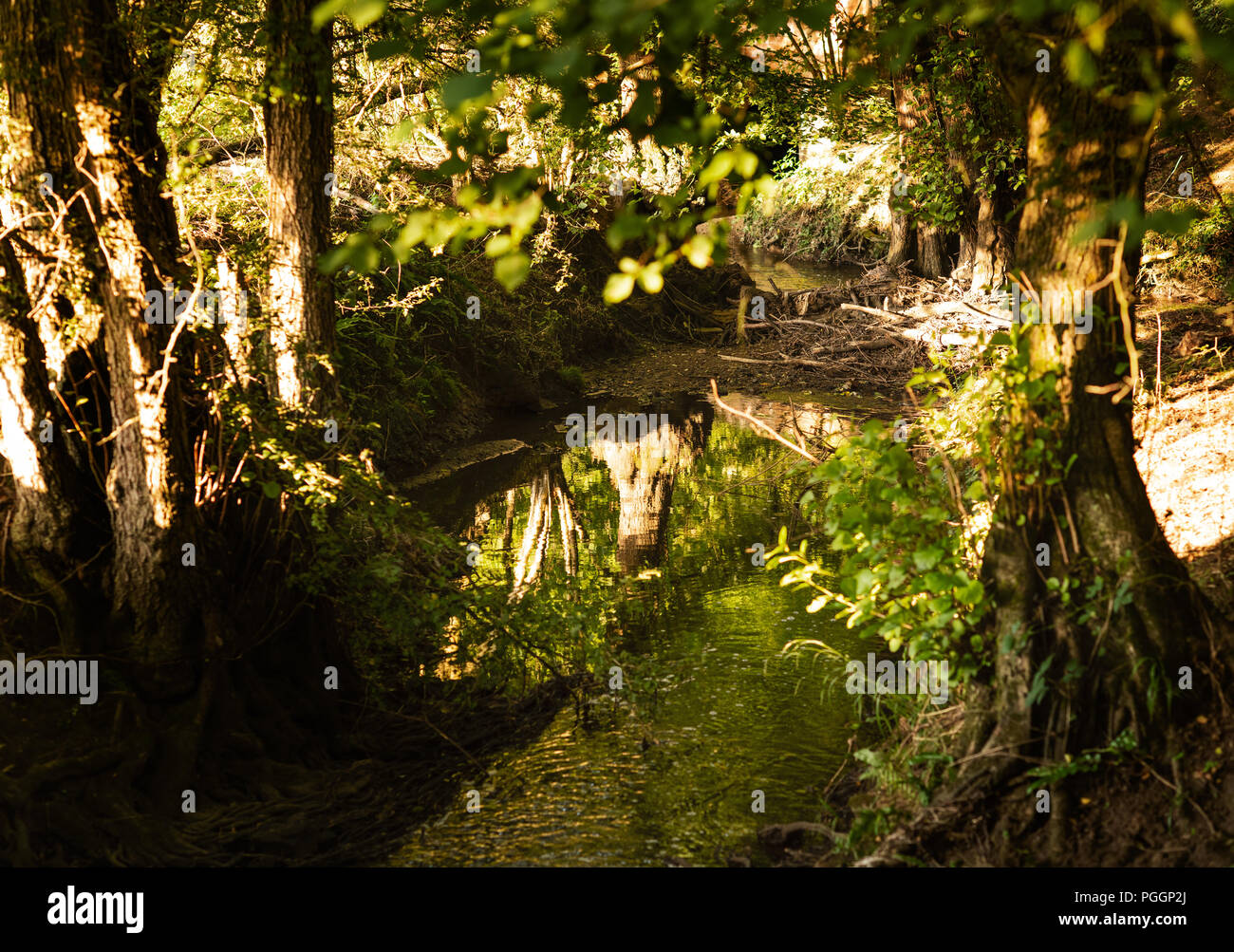 Stream in woods hi-res stock photography and images - Alamy