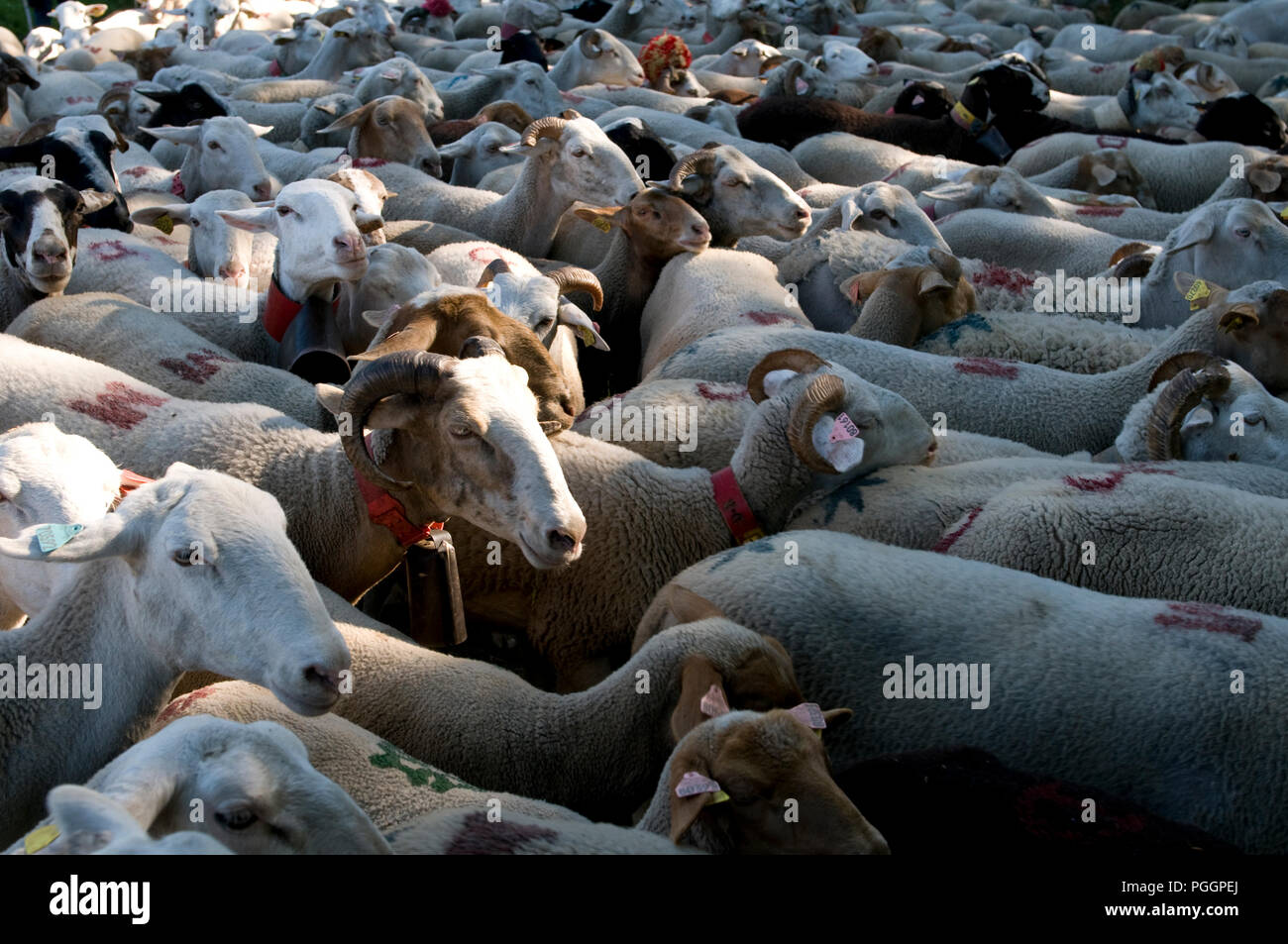 Transhumance france hi-res stock photography and images - Alamy