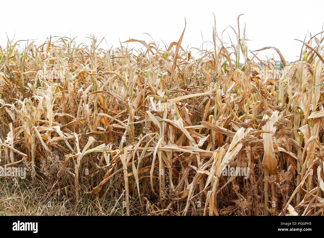 Dry corn field. Hot summer day. Lack of rain. Dry farm. Climate change ...