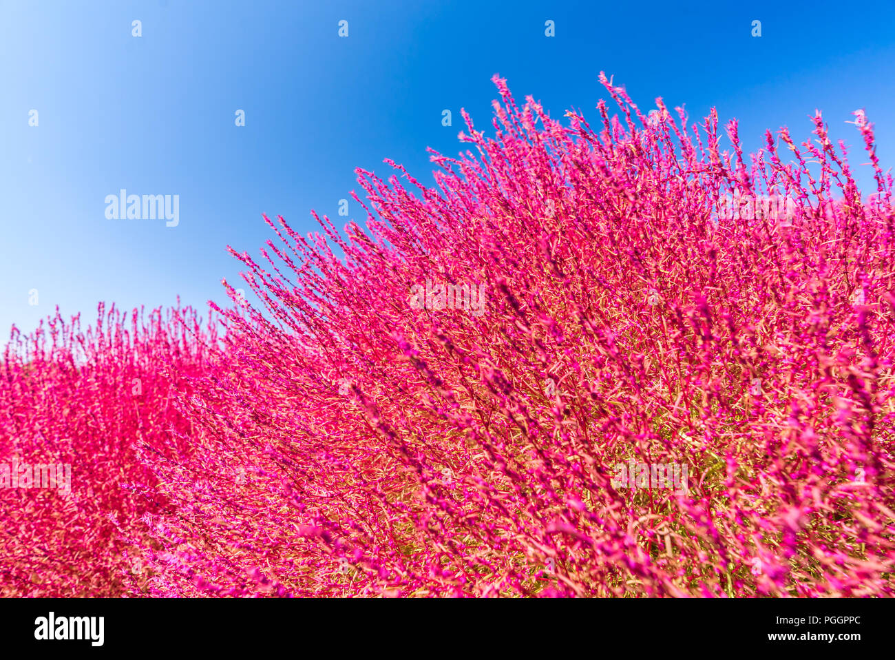Scoparia bush plant hi-res stock photography and images - Alamy