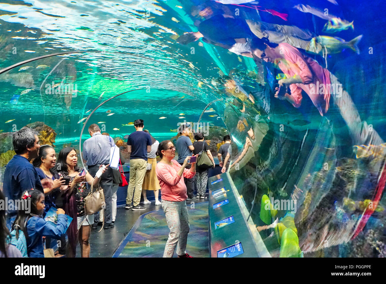 Ripley’s aquarium of canada hi-res stock photography and images - Alamy