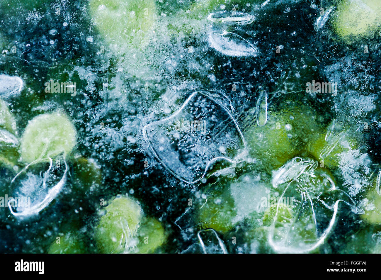 Close-up of green leaves trapped under ice creating abstract patterns ...