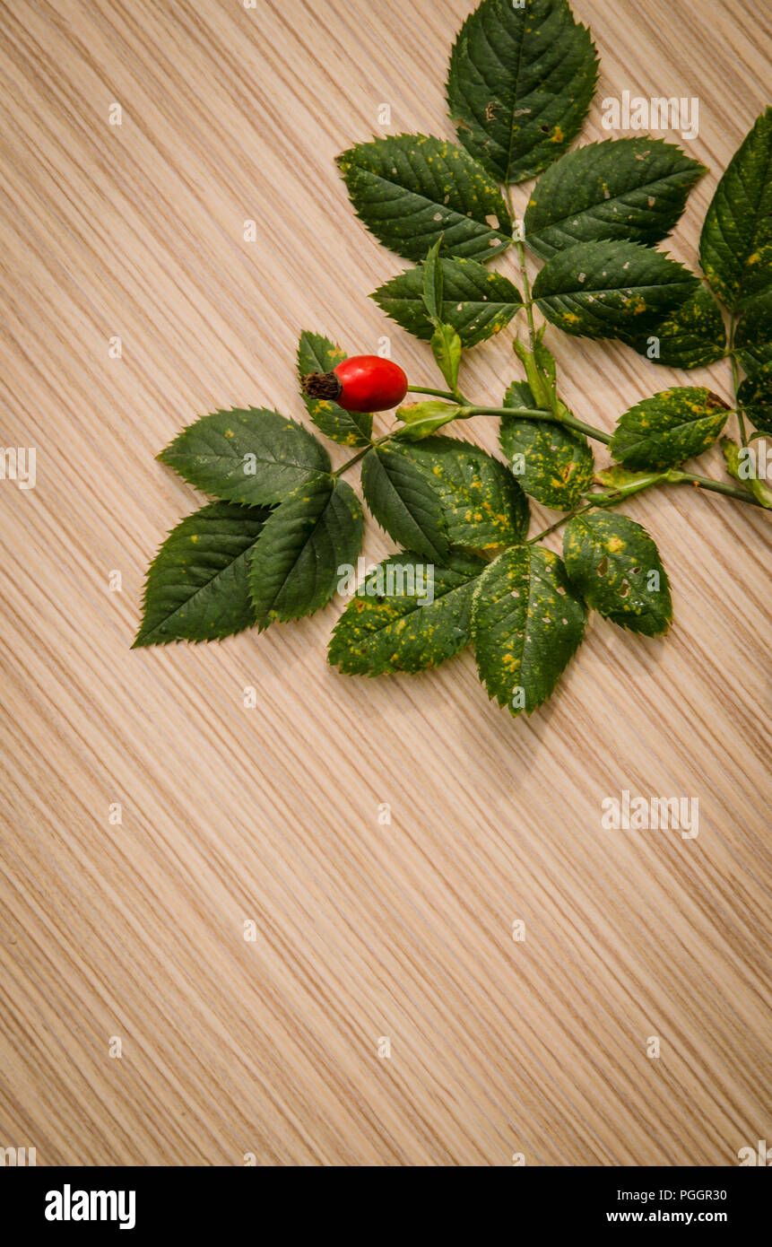 red briar and green leaves Stock Photo - Alamy