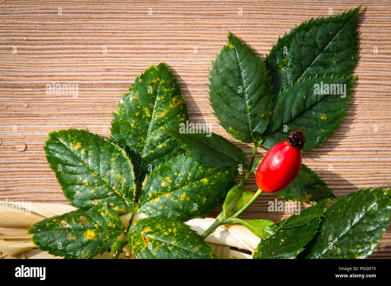 red briar and green leaves Stock Photo - Alamy