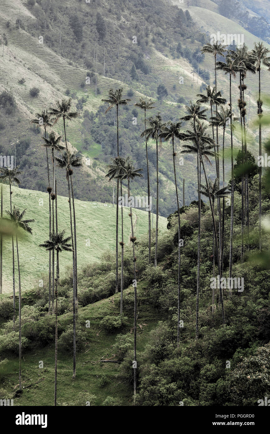 Highest tree species hi-res stock photography and images - Alamy