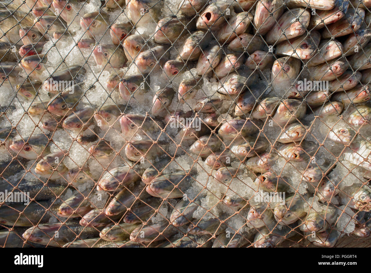 Bangladesh national fish hi-res stock photography and images - Alamy