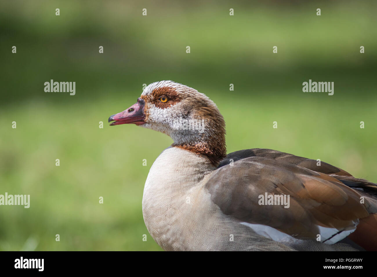 Left facing portrait of Egyptian Goose, Alopochen aegyptiaca Stock ...