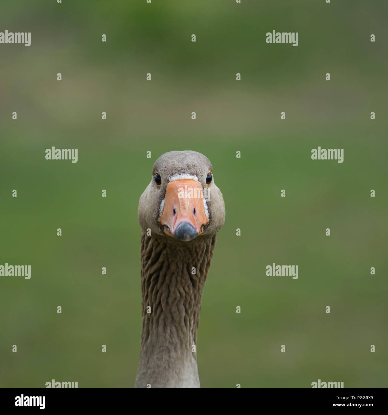Head and neck portrait of greylag goose, Anser anser Stock Photo - Alamy