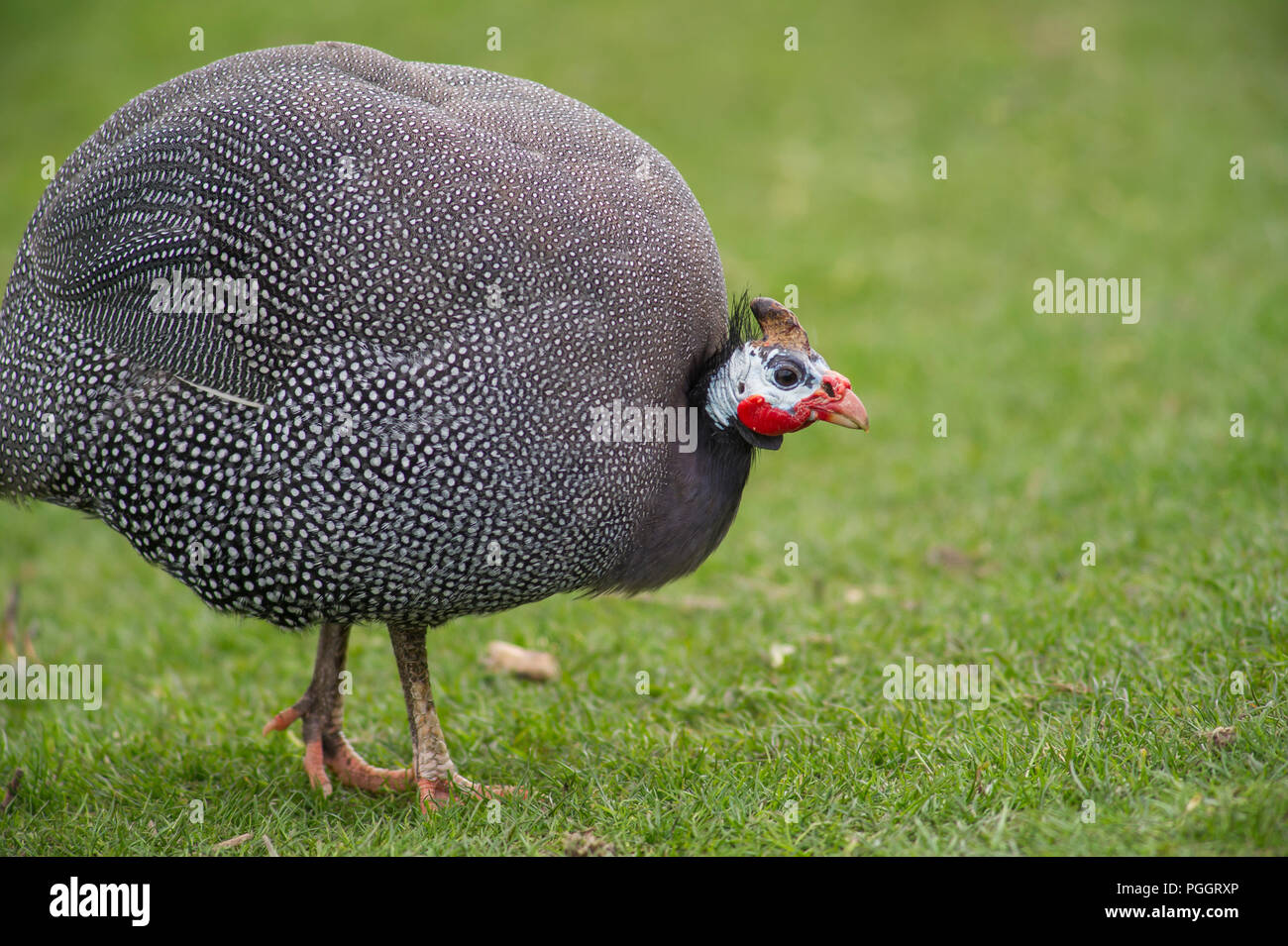 Right facing image of Helmeted Guineafowl, Numididae Numida. walking on ...