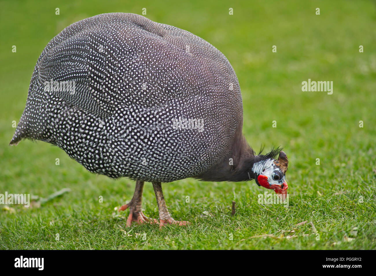 Right facing image of Helmeted Guineafowl, Numididae Numida. walking on ...
