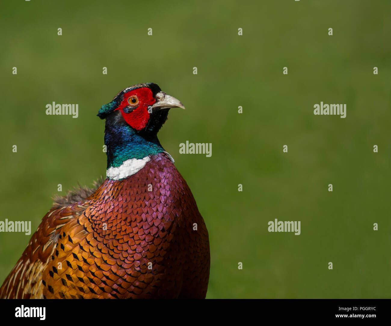 Pheasant scotland hi-res stock photography and images - Alamy