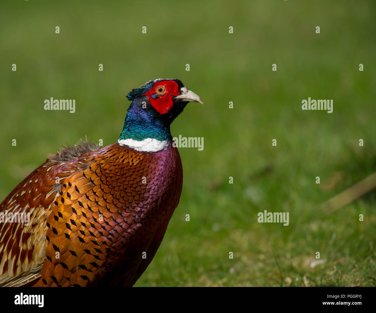 Right facing portrait of male common pheasant, Phasianus colchicus ...