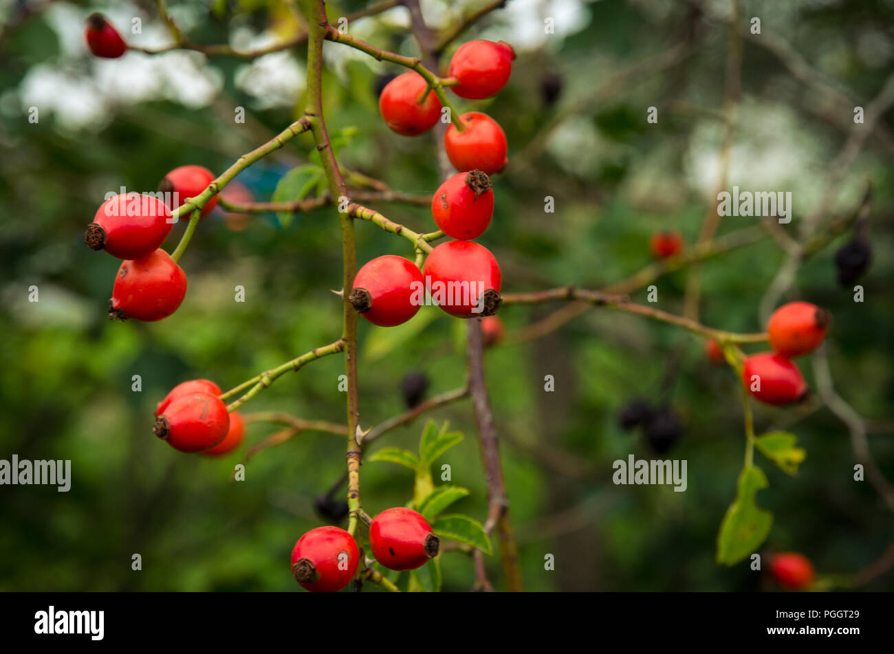 group of red briar image Stock Photo - Alamy
