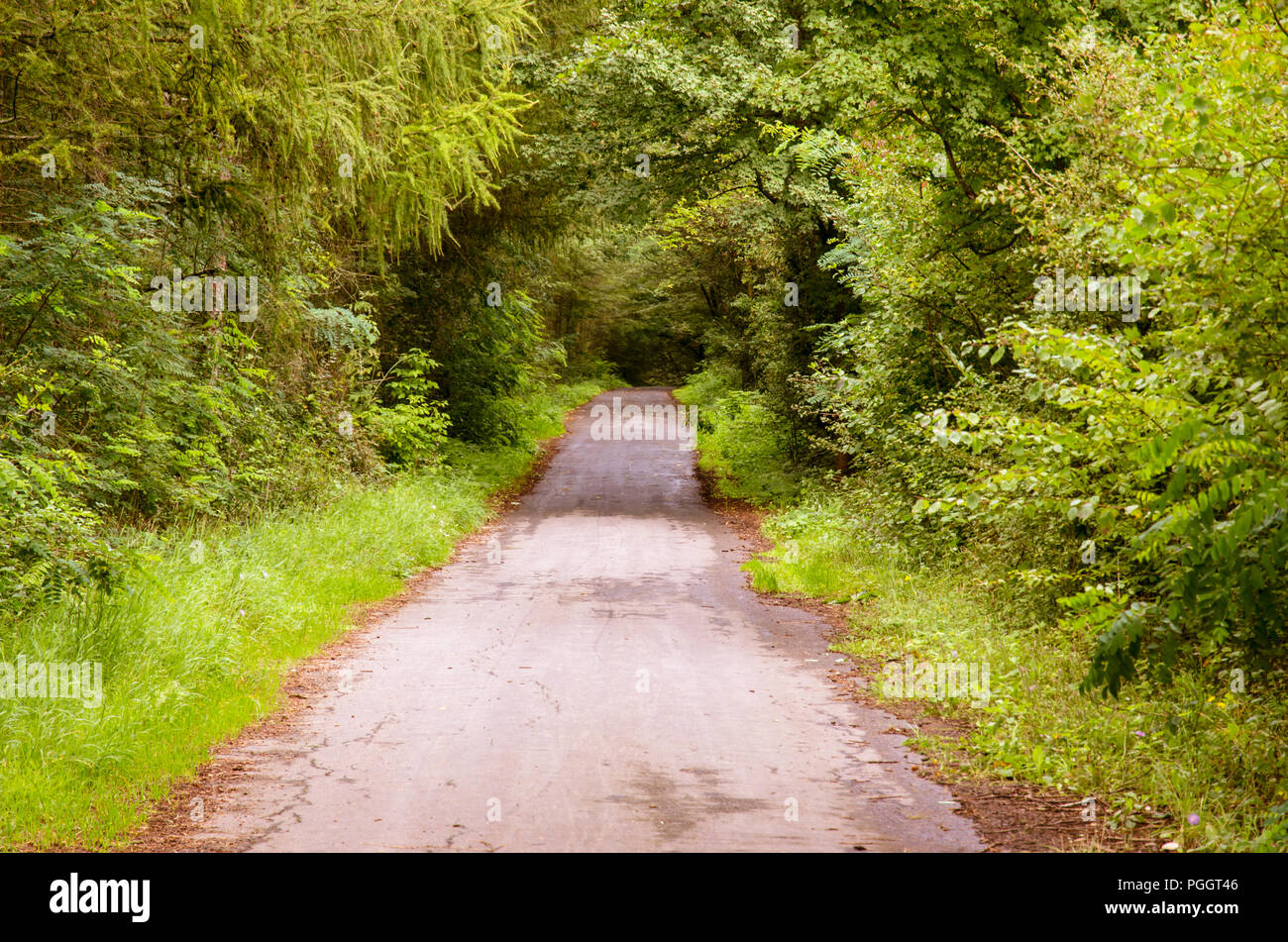 natural wood path and green trees Stock Photo - Alamy