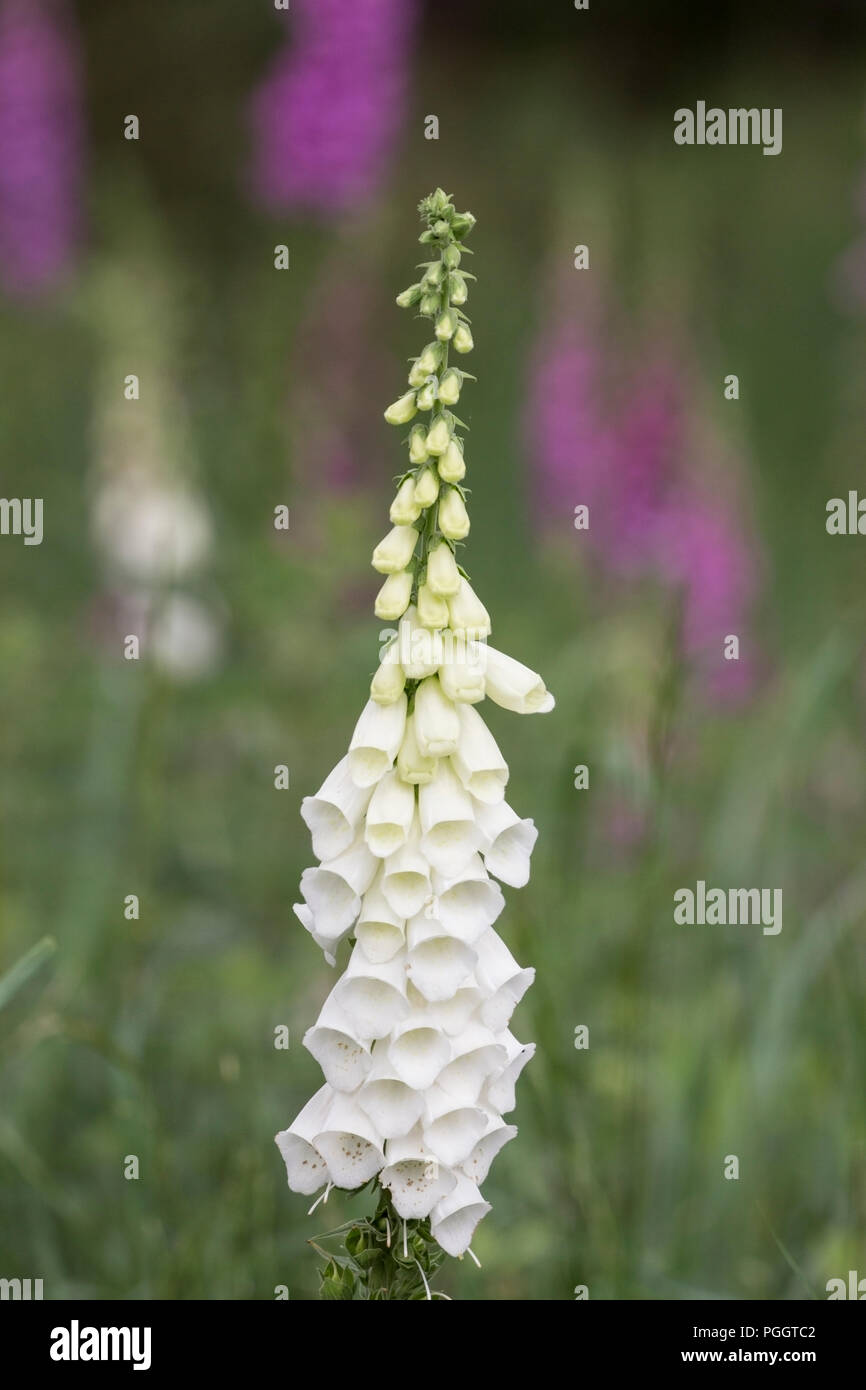 flowers of foxglove Digitalis purpurea in Norfolk, England, UK Stock ...