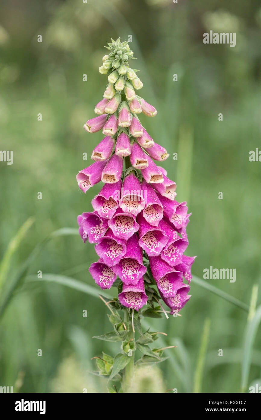 Foxglove uk meadow hi-res stock photography and images - Alamy