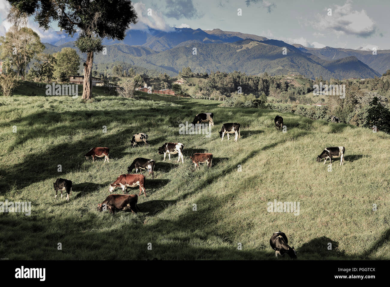 Dairy cows grazing on farm in Salento, Colombia Stock Photo - Alamy