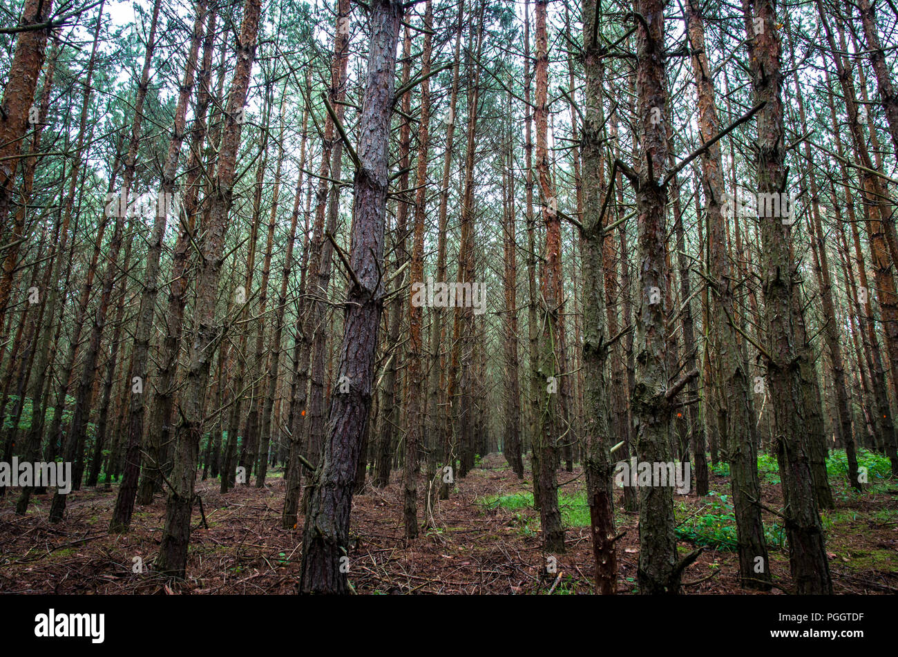 trees in the forrest image Stock Photo - Alamy