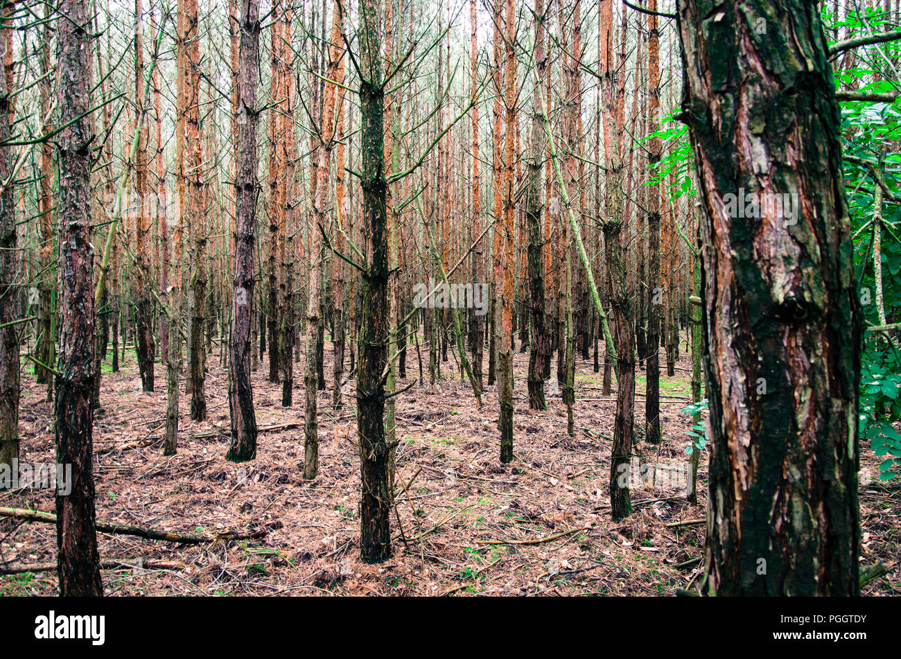 trees in the forrest image Stock Photo - Alamy