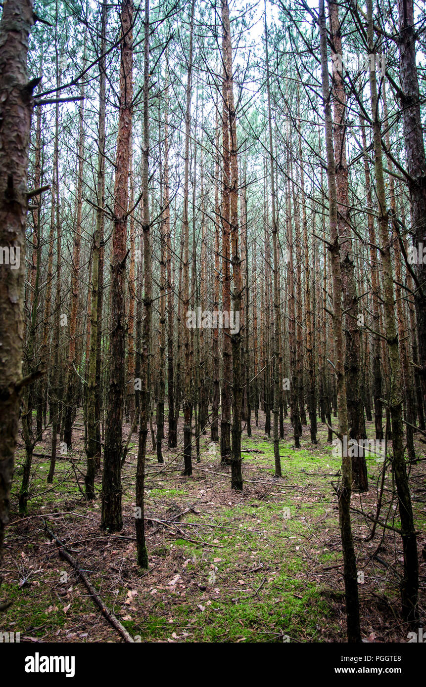 trees in the forrest image Stock Photo - Alamy
