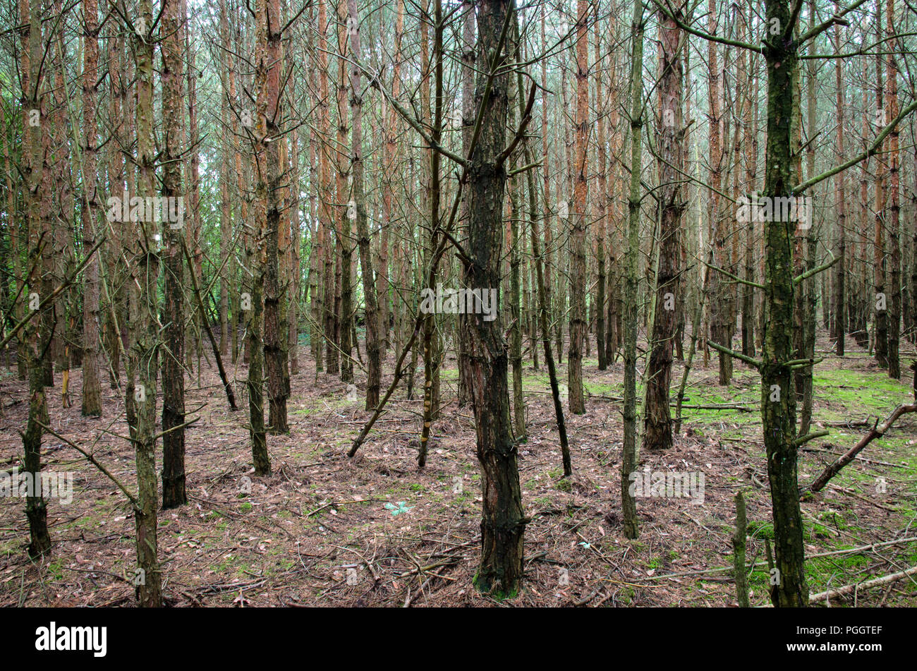 trees in the forrest image Stock Photo - Alamy