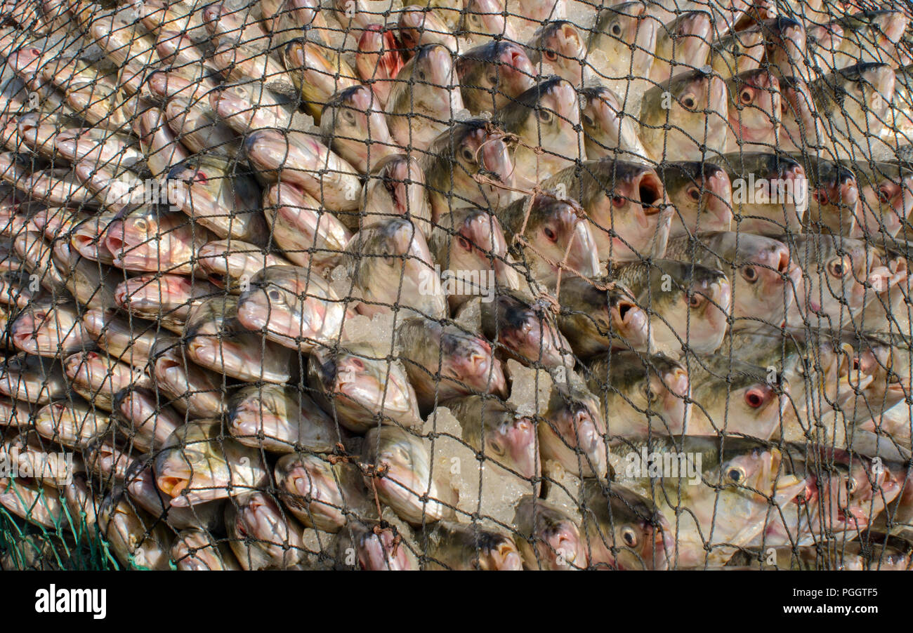 National fish of bangladesh hi-res stock photography and images - Alamy