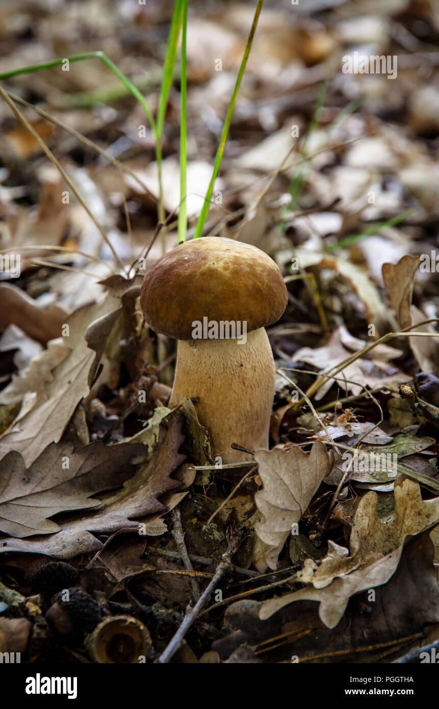brown boletus cep mushroom image Stock Photo - Alamy