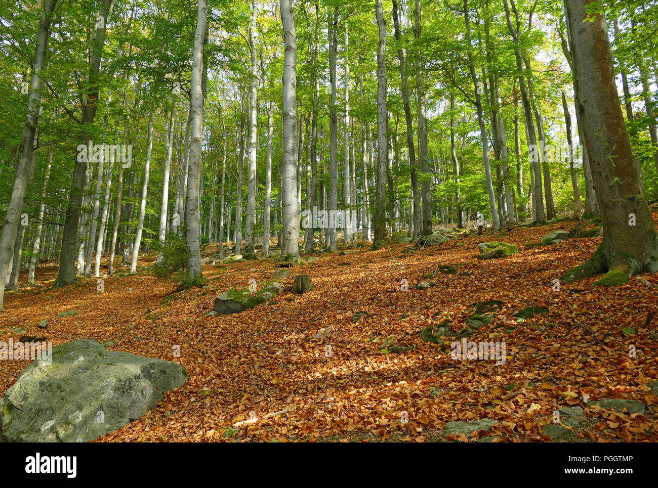 Beech forest in memorial hill Blanik, Czech republic, Europe Stock ...