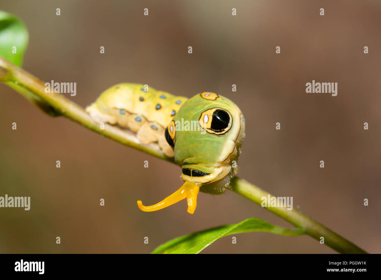 Papilio Troilus Caterpie