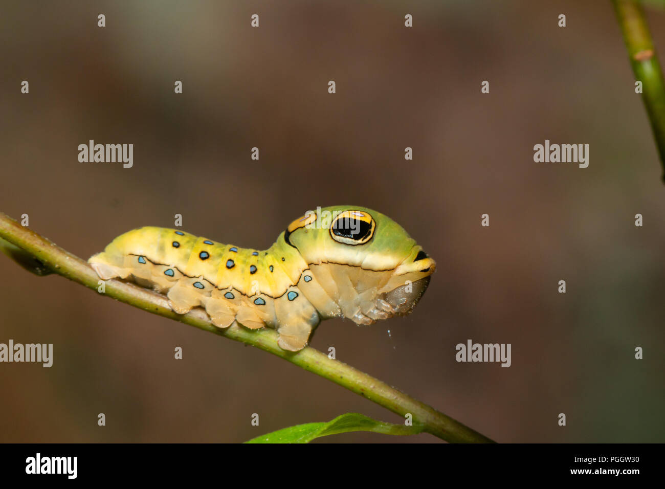 Papilio Troilus Caterpie