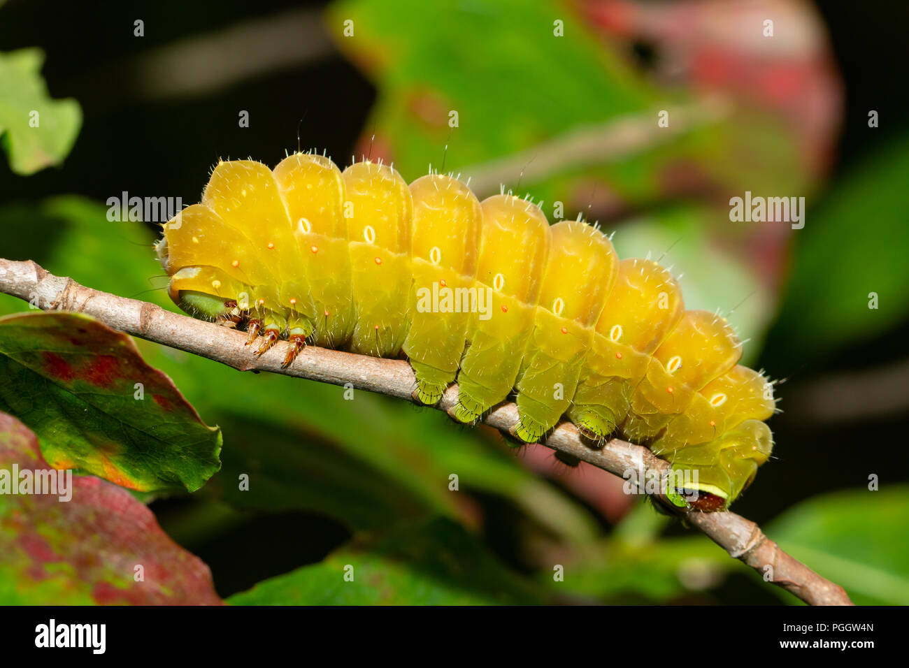 Luna Moth Caterpillar Size