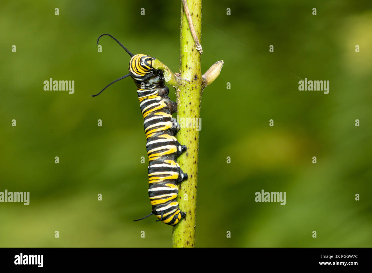 Monarch butterfly caterpillar - Danaus plexippus Stock Photo - Alamy Monarch butterfly caterpillar - Danaus plexippus Stock Photo - Alamy
