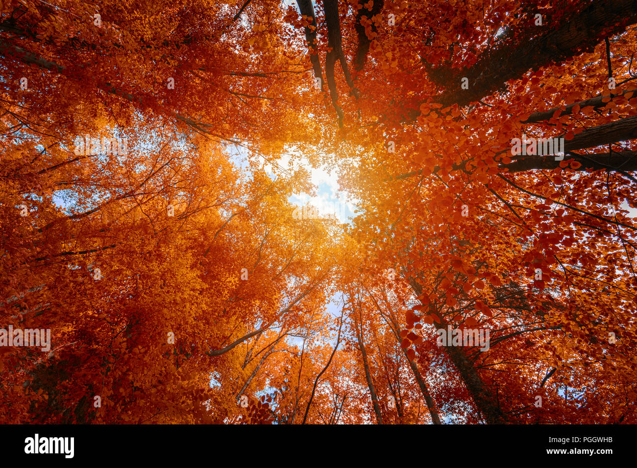 Fall forest hi-res stock photography and images - Alamy
