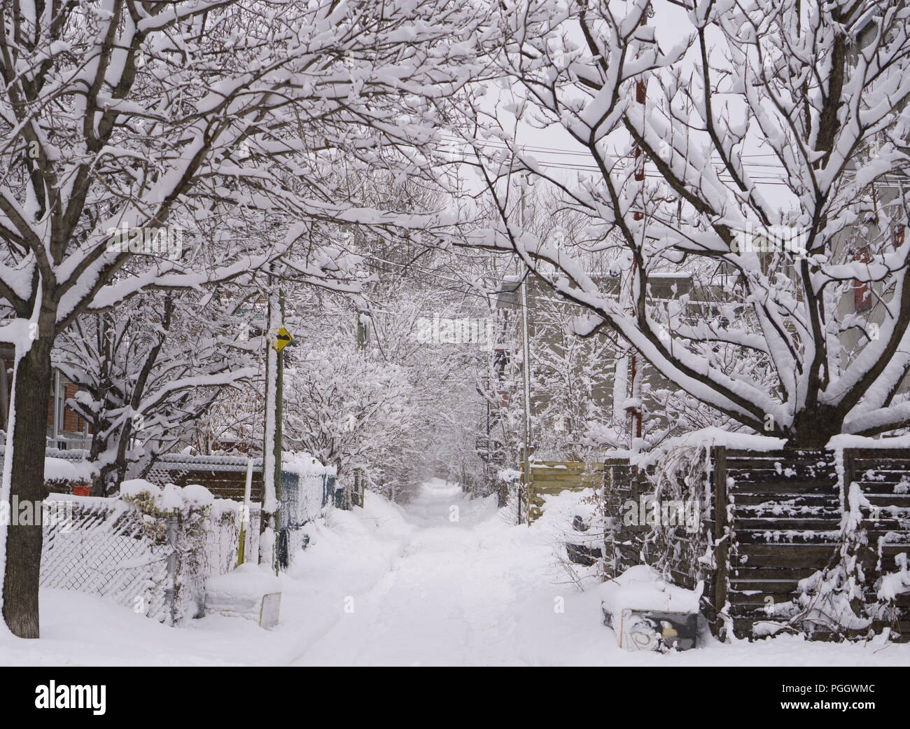 Fresh snow on fallen trees hi-res stock photography and images - Alamy