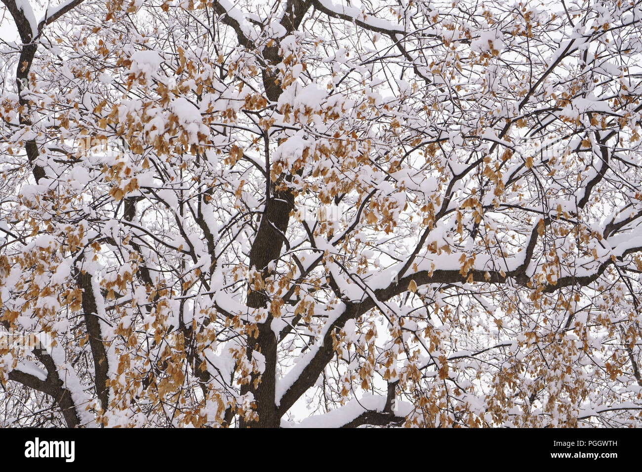 First snow has fallen on trees during the night Stock Photo - Alamy