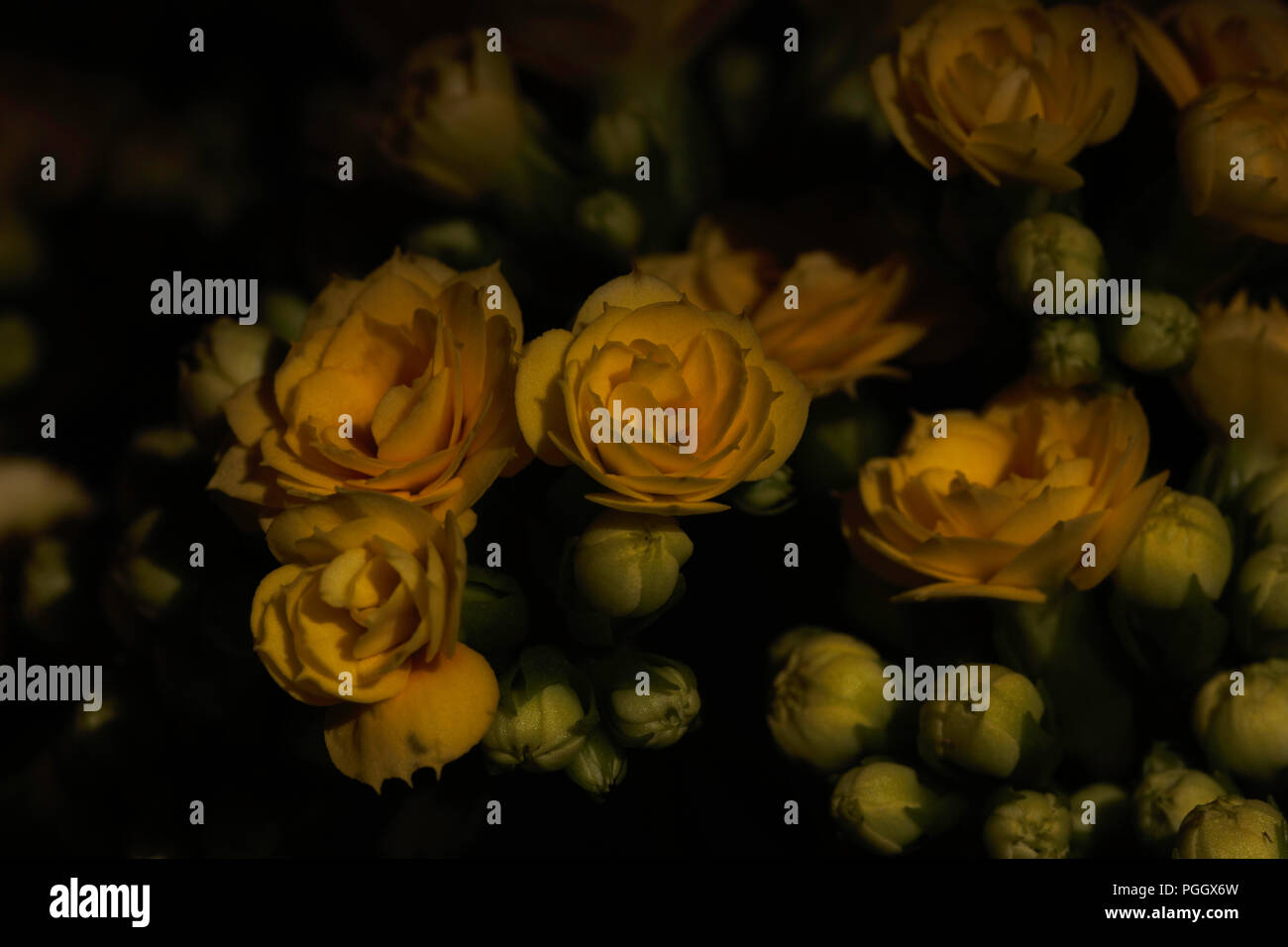 Yellow Calandiva Flowers Natural Light Close-up (Kalanchoe ...