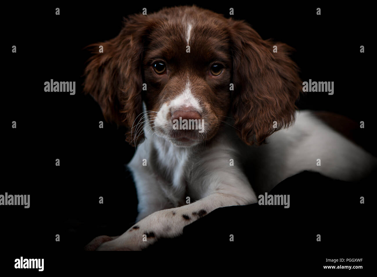 Beautiful English Springer Spaniel female puppy portrait shot against ...