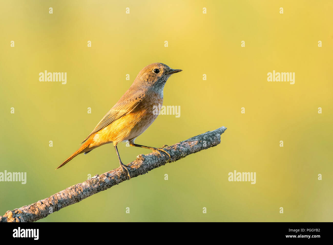 Joven robin hi-res stock photography and images - Alamy