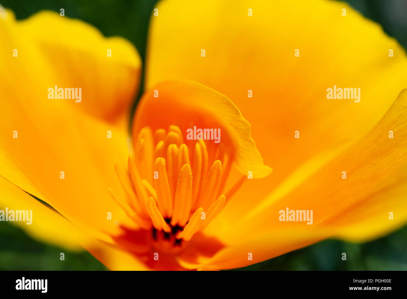 California poppy flower hi-res stock photography and images - Alamy
