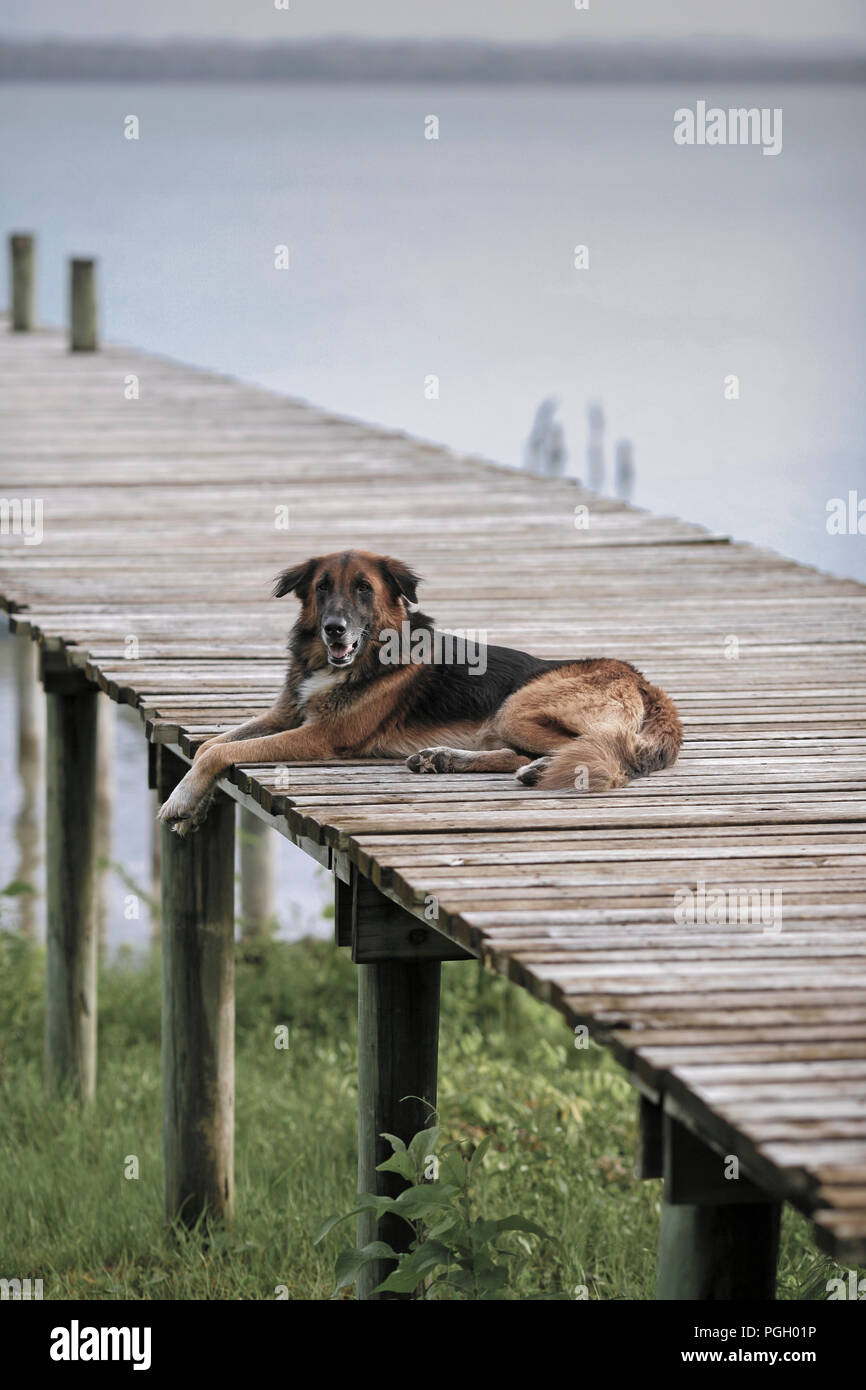 Guatemala street dog hi-res stock photography and images - Alamy