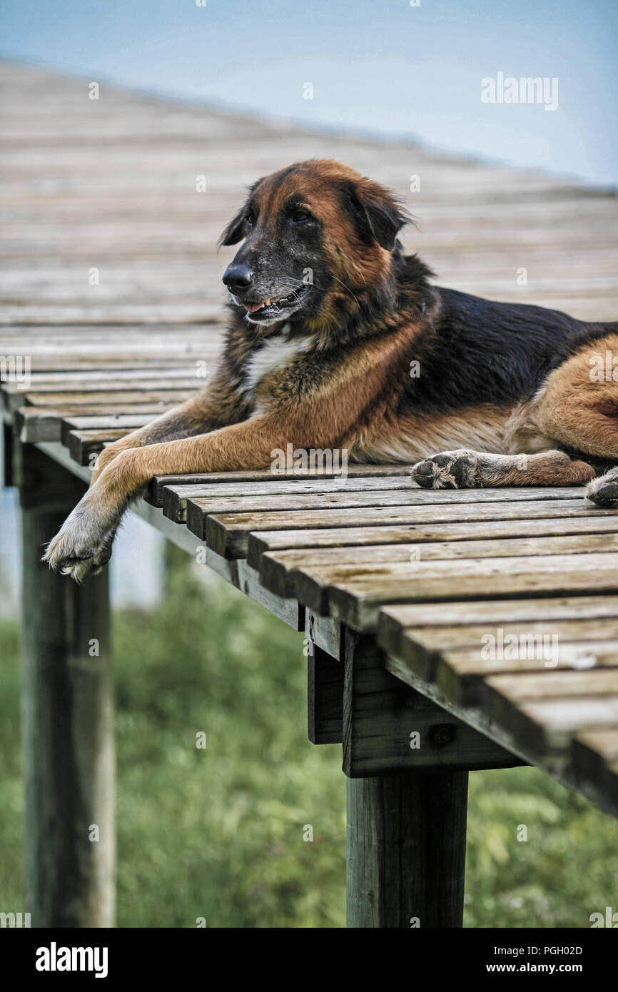 Guatemala street dog hi-res stock photography and images - Alamy