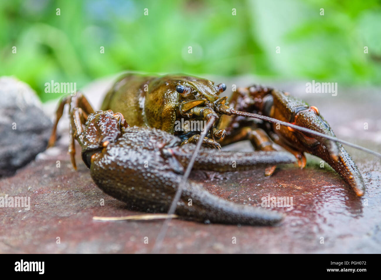 Live crawfish hi-res stock photography and images - Alamy