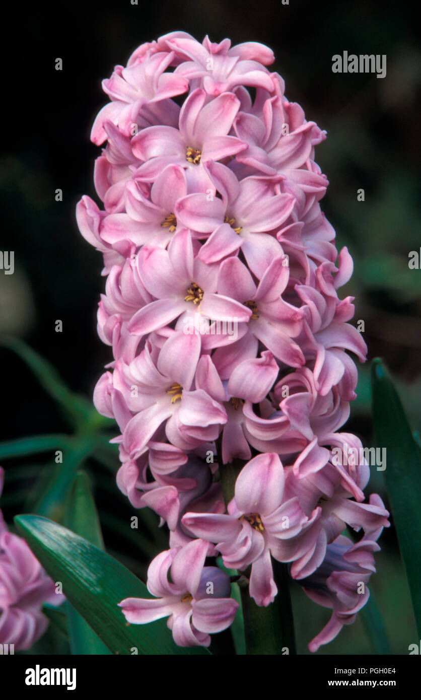 HYACINTH 'PINK PEARL' Stock Photo - Alamy